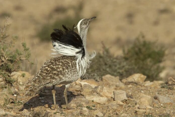 En marcha acciones para promover la conservación de la Hubara Canaria